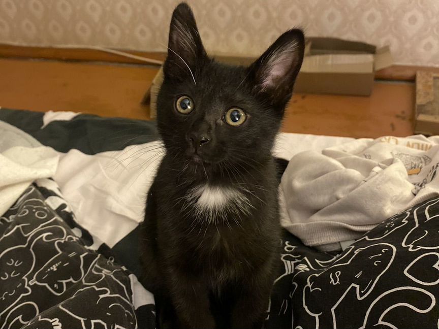 Кот Барсик