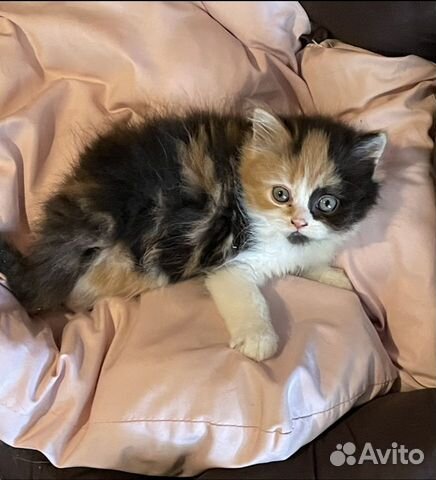 Кошки шотландцы