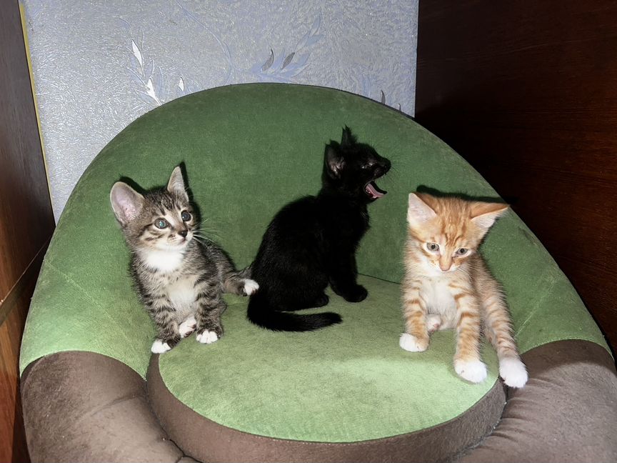 2 кошки и 3 котика