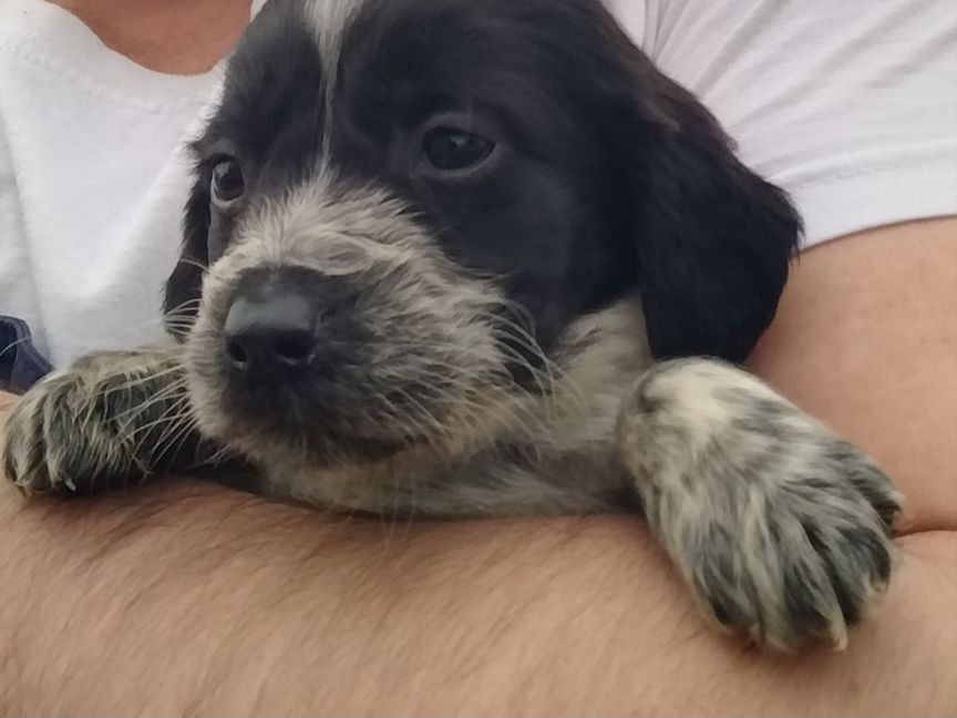 Собаки щенки