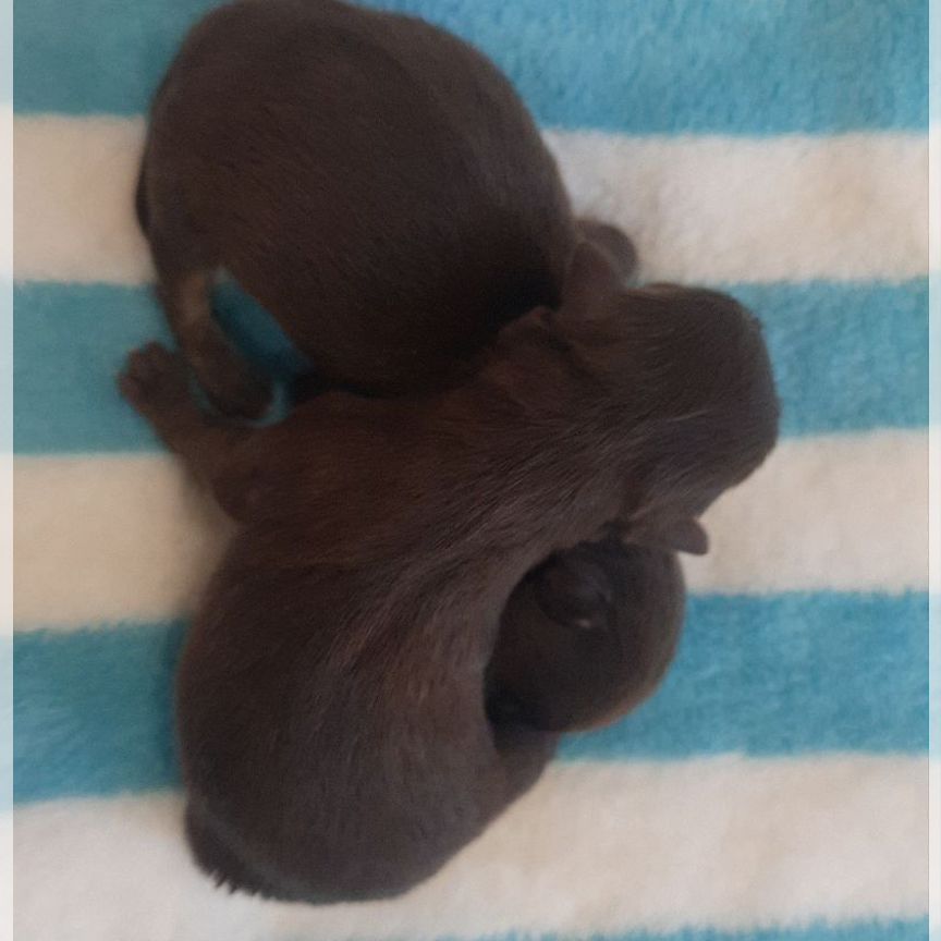 Щенки чихуахуа мини