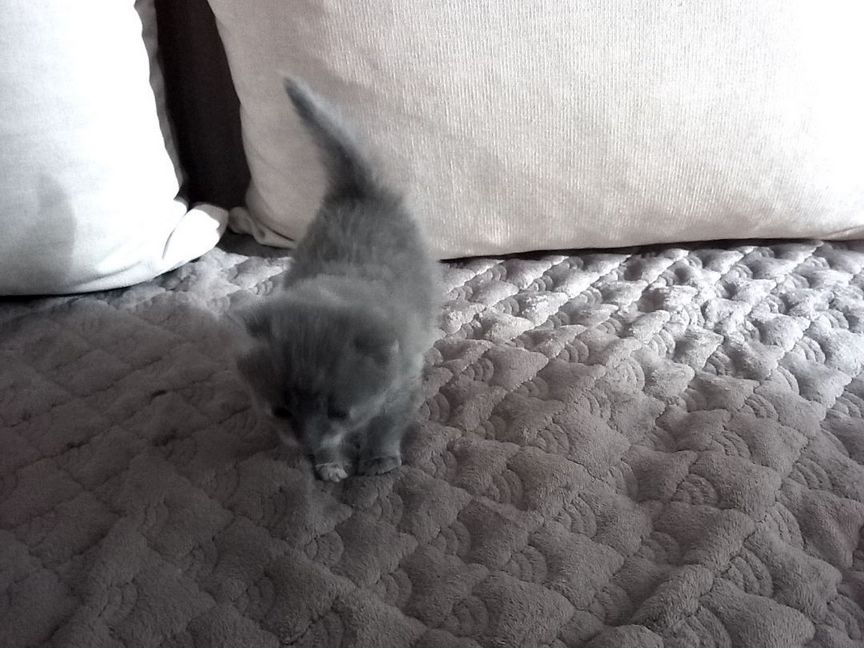 Кошка