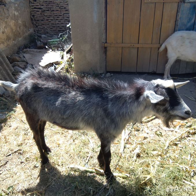 Козы камори