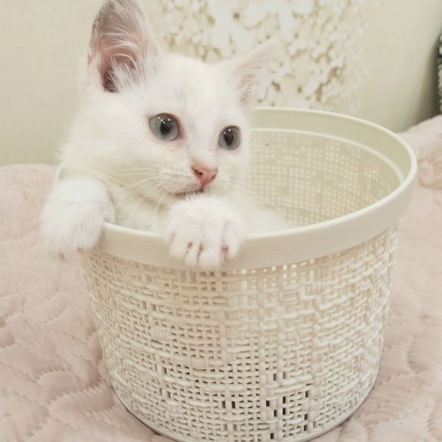 Котенок в добрые руки