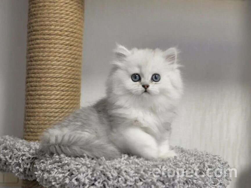 Британская серебристая шиншилла