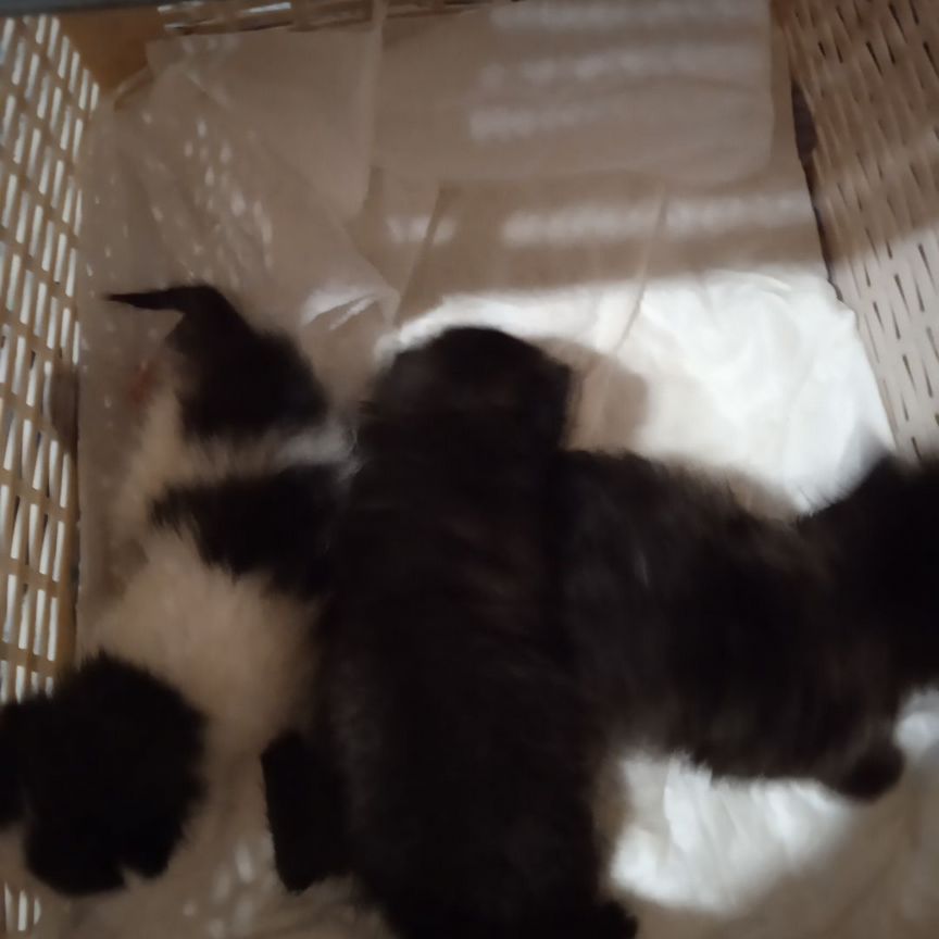 Котята в добрые руки бесплатно