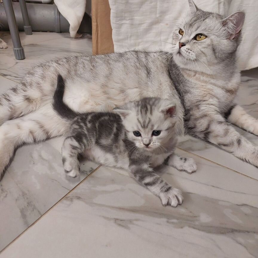 Шотландские мраморные котята