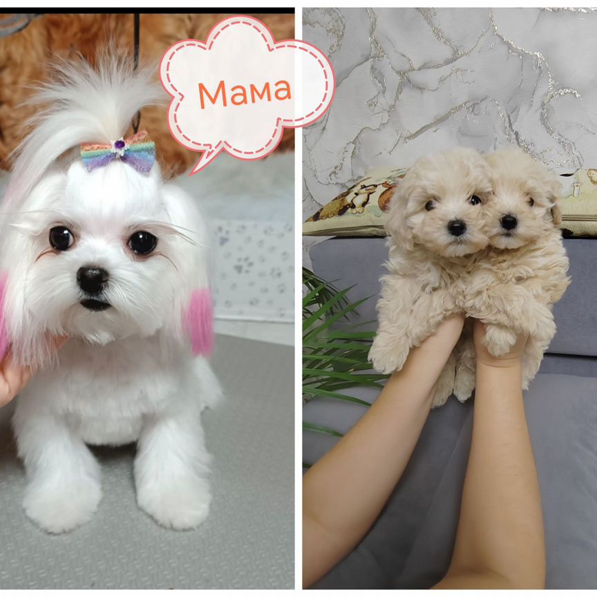 Мальтипу f1 мини