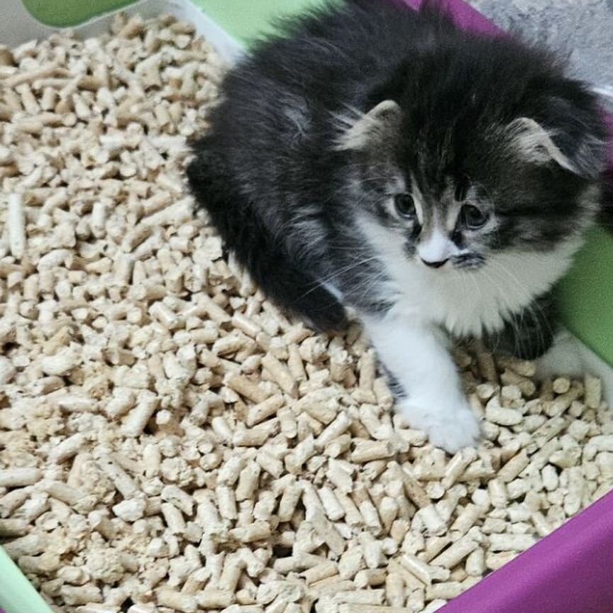 Шотландский вислоухий длинношёрстный котёнок