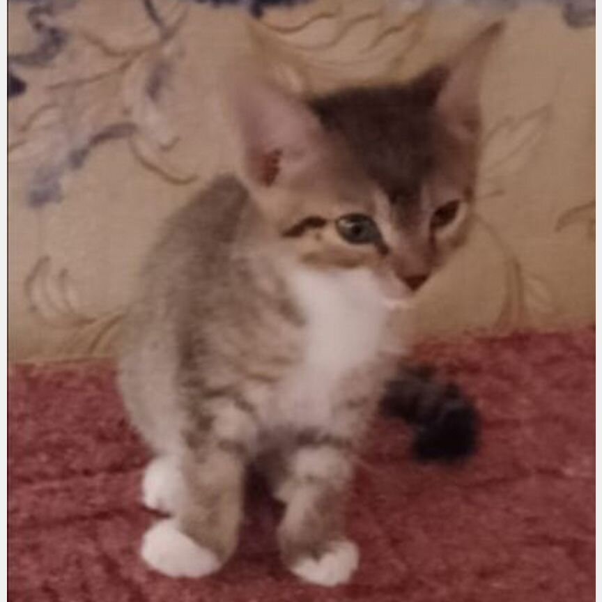 Котенок
