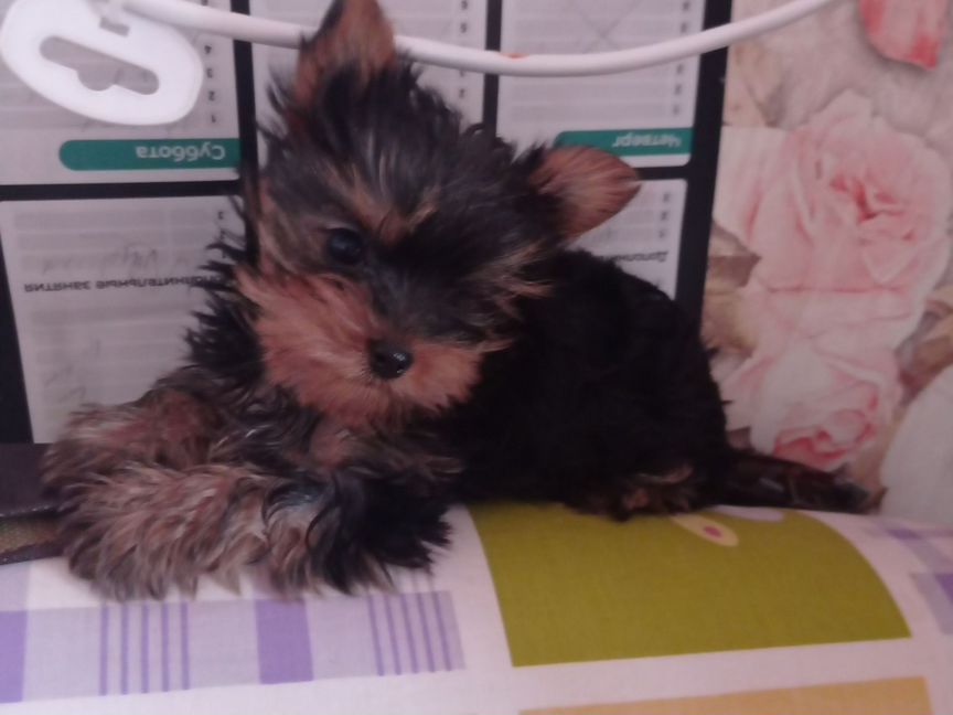 Йоркширский терьер девочка
