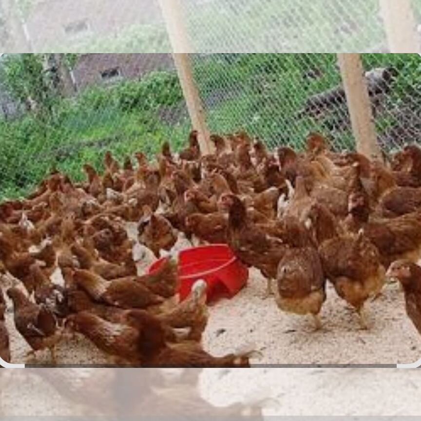 Куры несушки