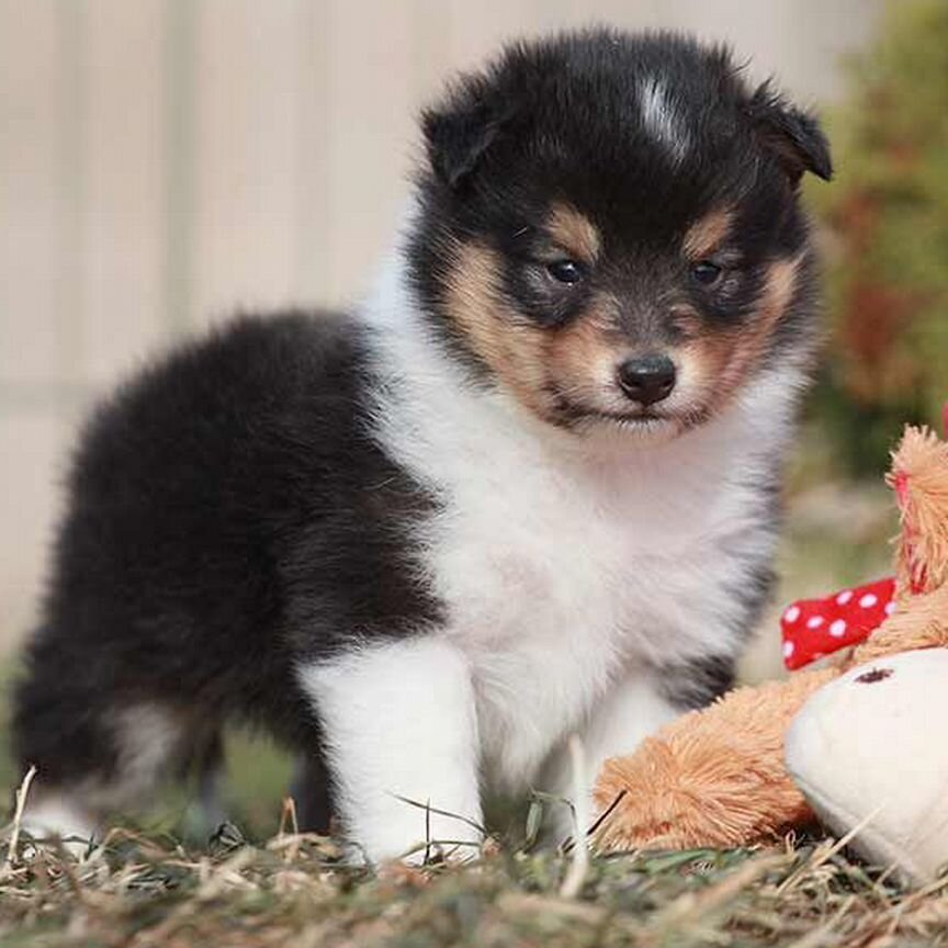 Шелти, щенок