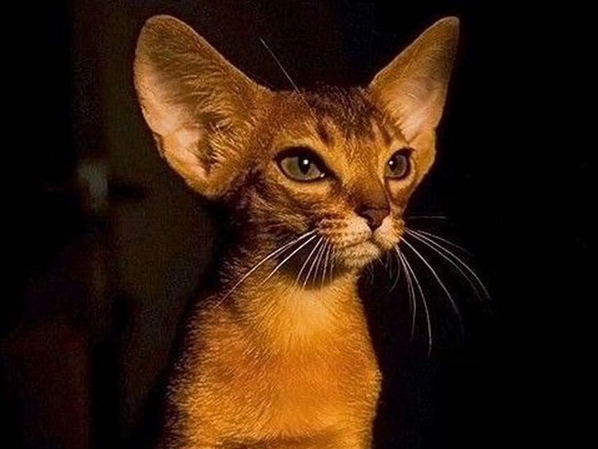 Абиссинские котята