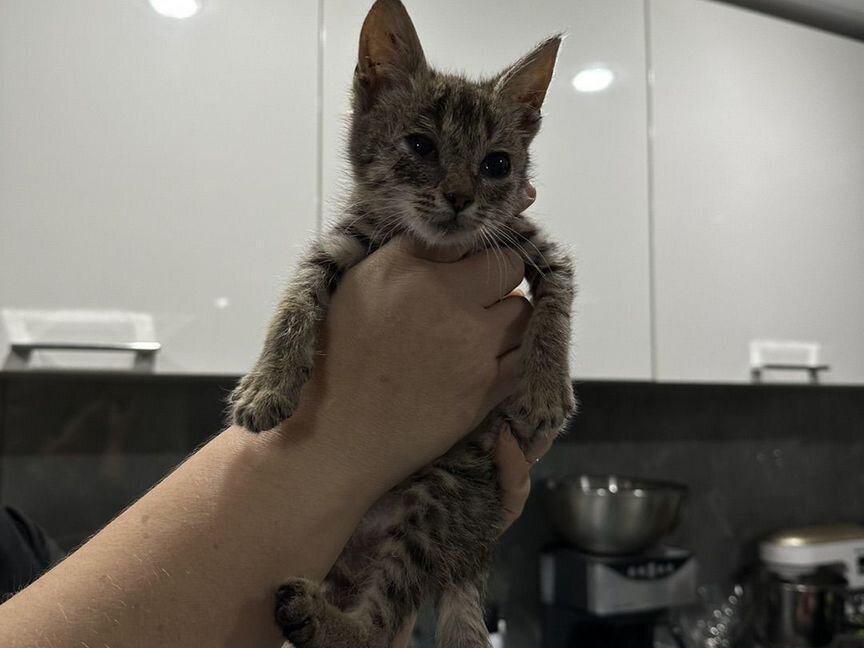 Котёнок