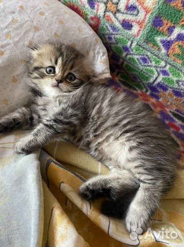 Шотландские вислоухие котята