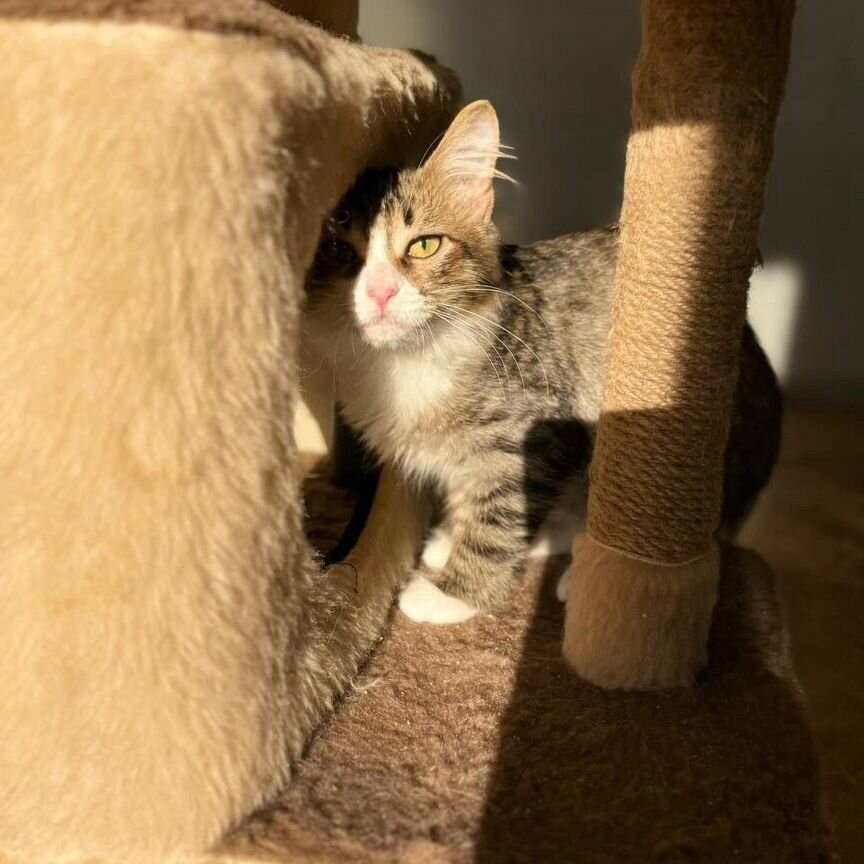 Очаровательный Хавроша ждет семью