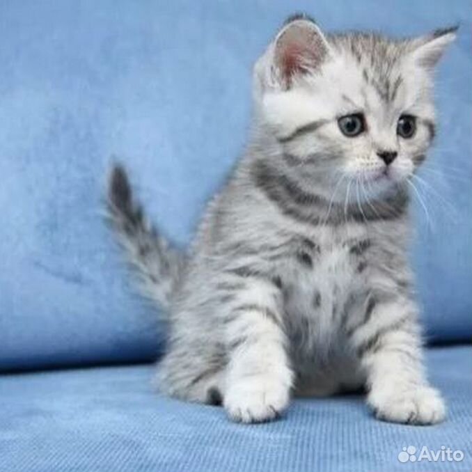 Котята прямоухой британской породы от заводчика