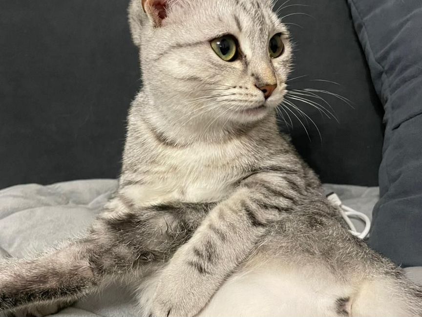 Шотландский котенок скоттиш страйт