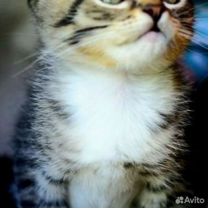 Кнопка - котенок Алиса