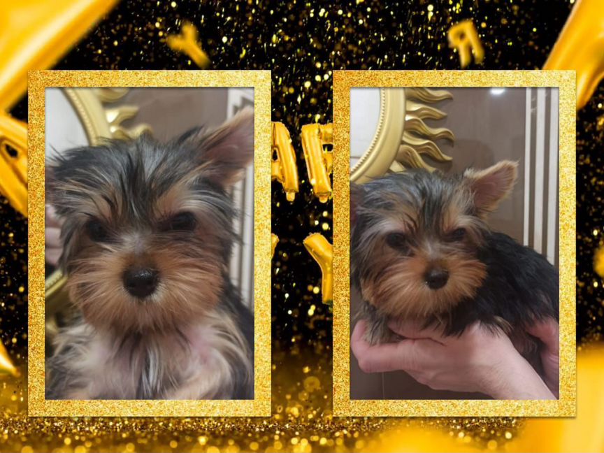 Йоркширский терьер Йорк мини девочка