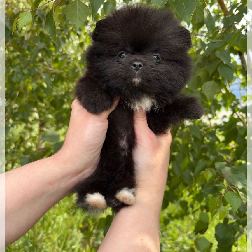 Померанский шпиц, щенок