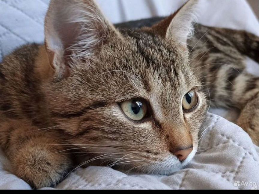 Миленькая и ласковая кошечка-подросток, 4 месяца