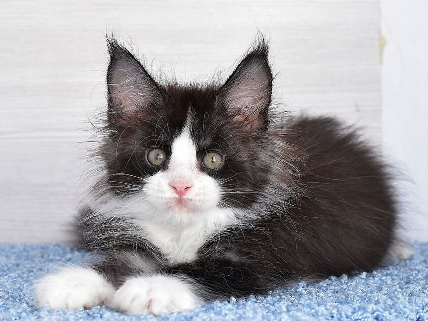 Мейн-кун девочка