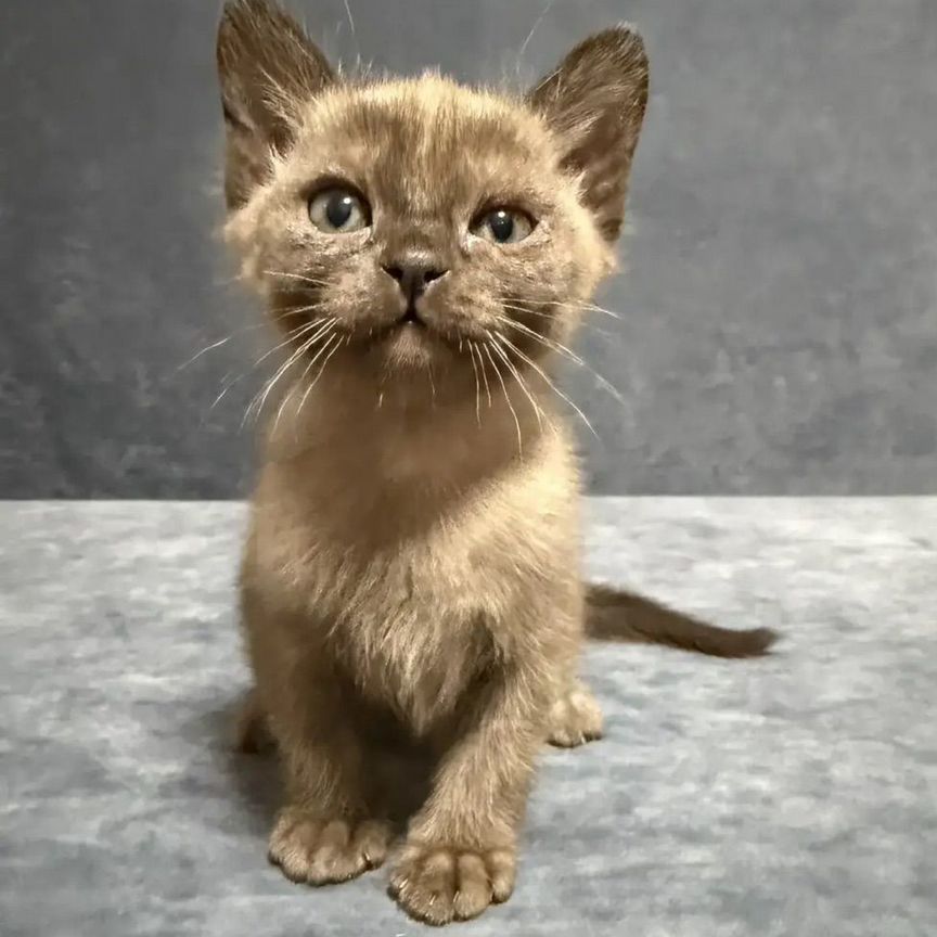 Европейский бурманский котёнок