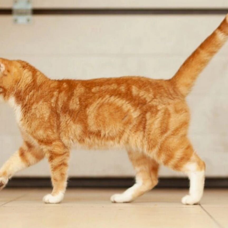Рыжий кот