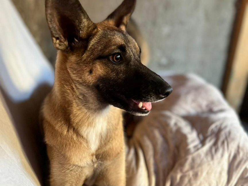 Бельгийская овчарка малинуа