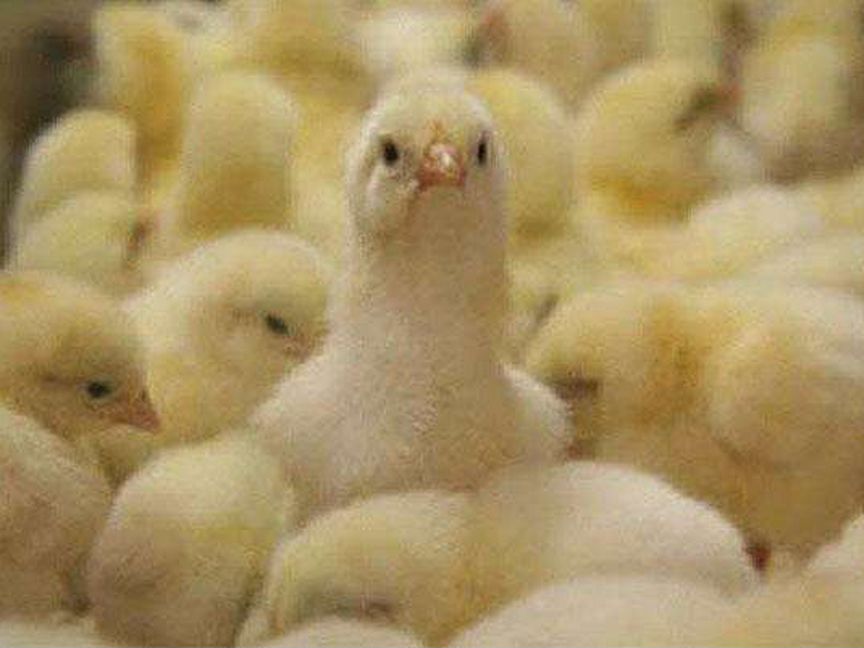 Цыплята бройлеры кобб500 Чехия