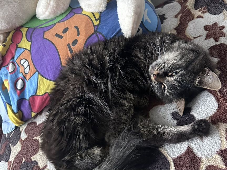 Отдам кота в добрые руки