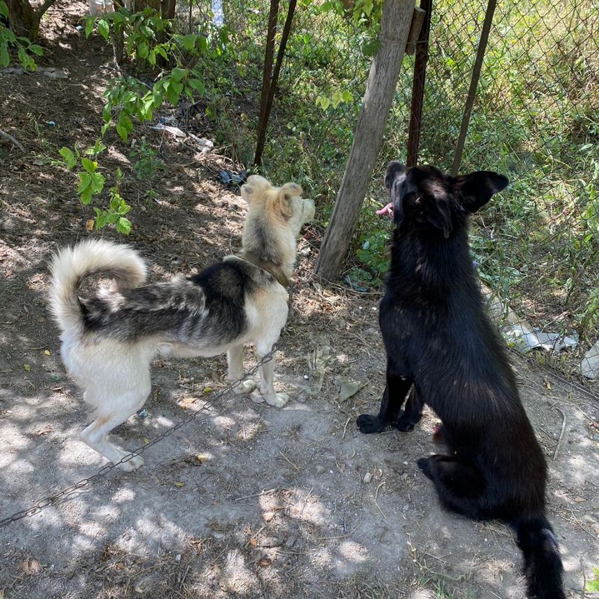Метис овчарки из Белгорода в добрые руки
