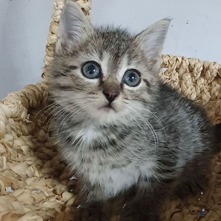 Котёнок
