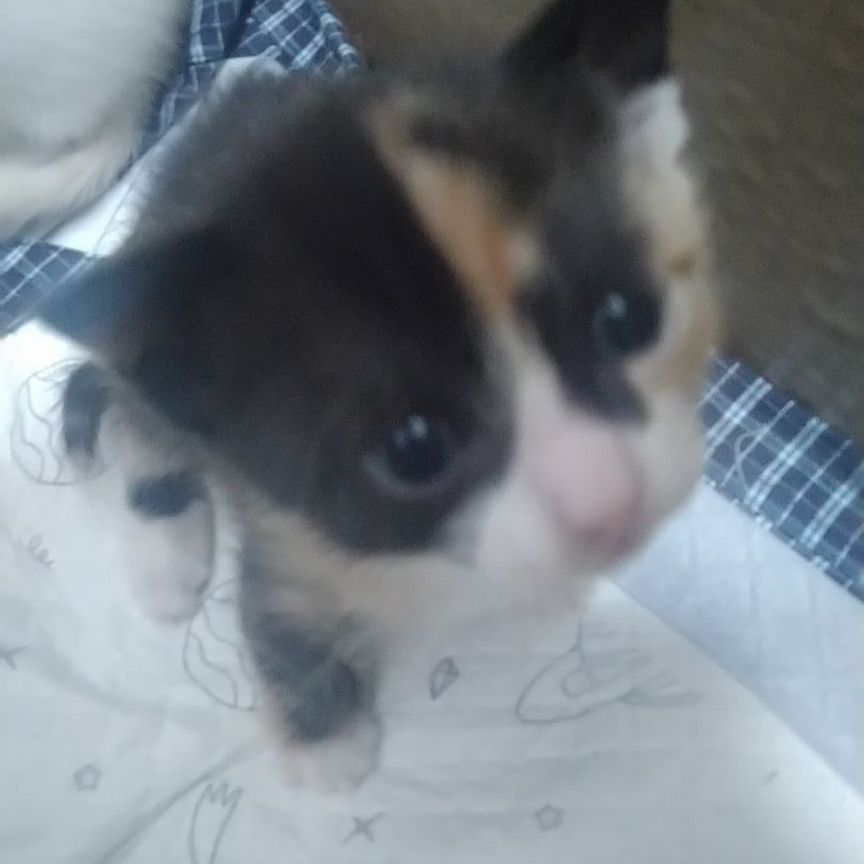 Отдам котенка