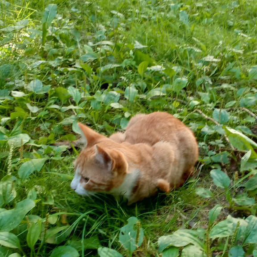 Котята метисы