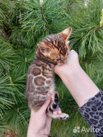 Чистокровная бенгальская кошка