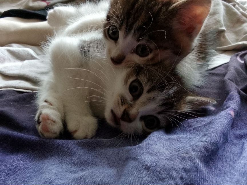 Отдам 2 кисуль