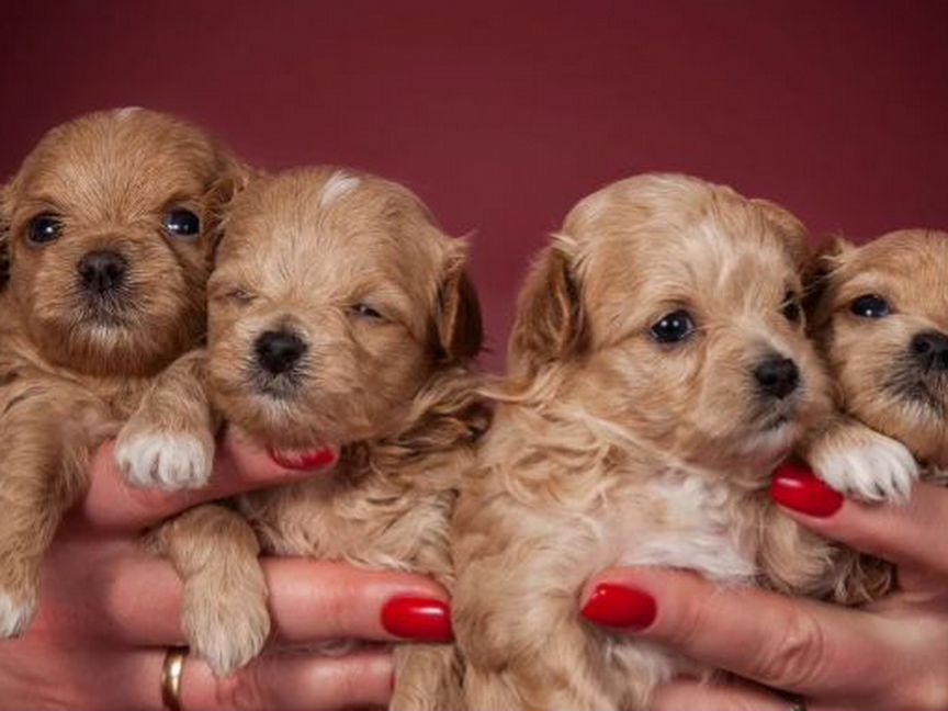 В добрые руки мальтипу