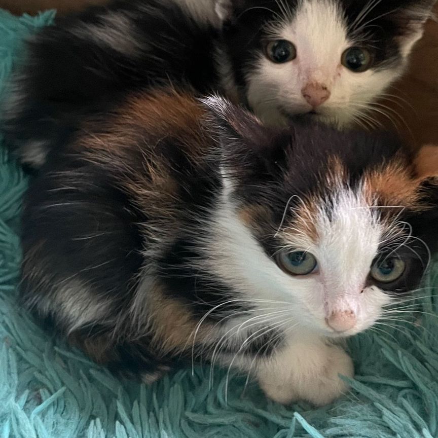 Котята в добрые руки даром бесплатно