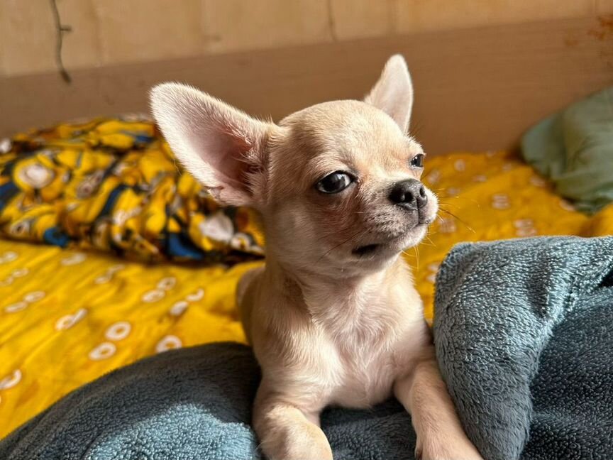 Чихуахуа
