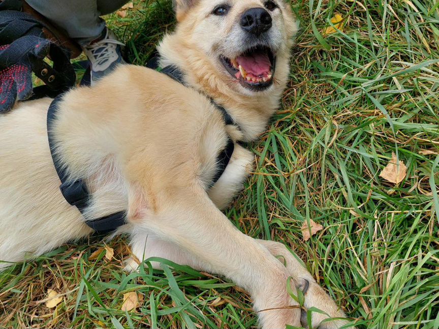 У старой Балты из приюта отказывают задние лапы