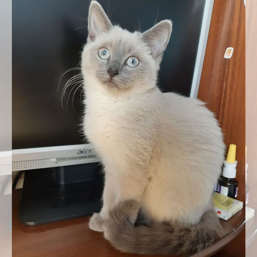 Тайская, взрослая кошка