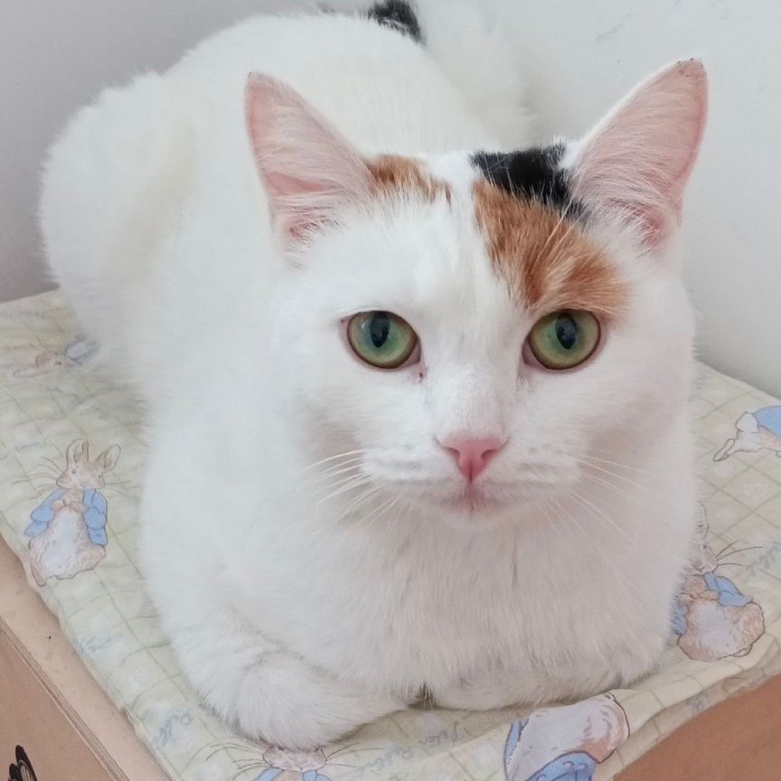 Взрослая кошка от частного владельца