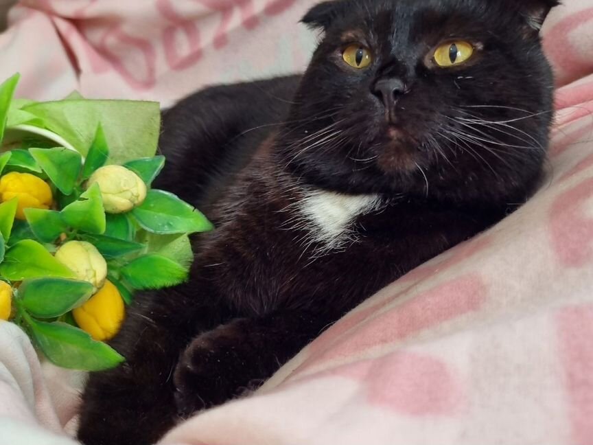 Шотландский вислоухий кот 2 года Рузвельт