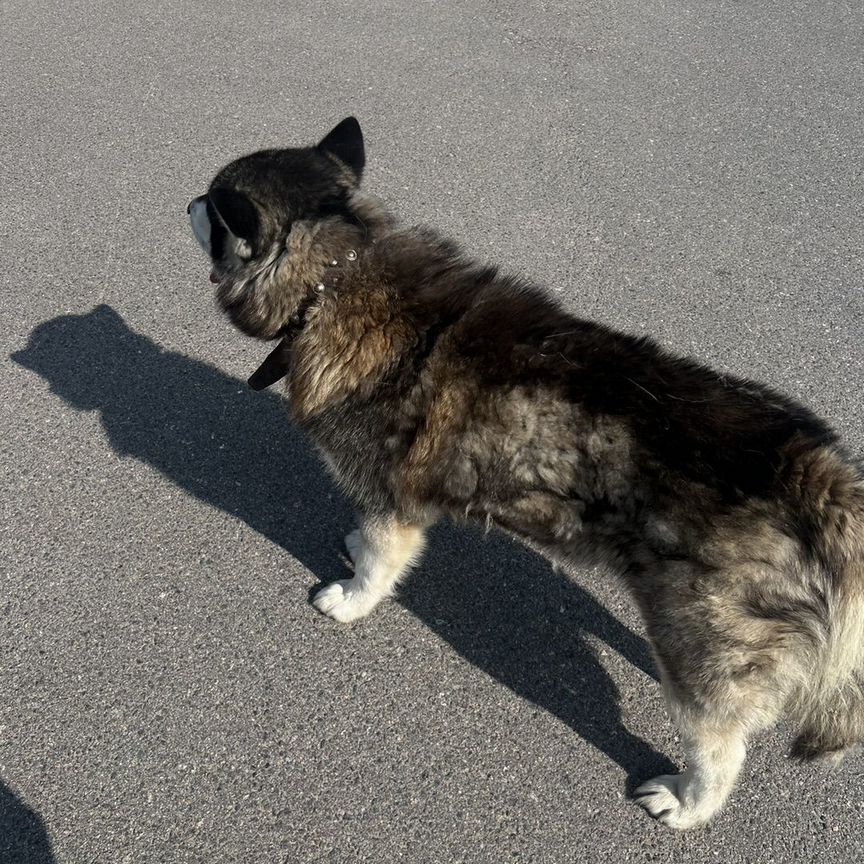 Потерялась собака маламут