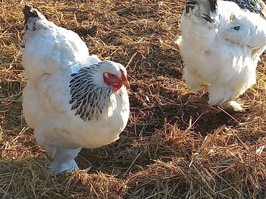 Куры и петухи брама