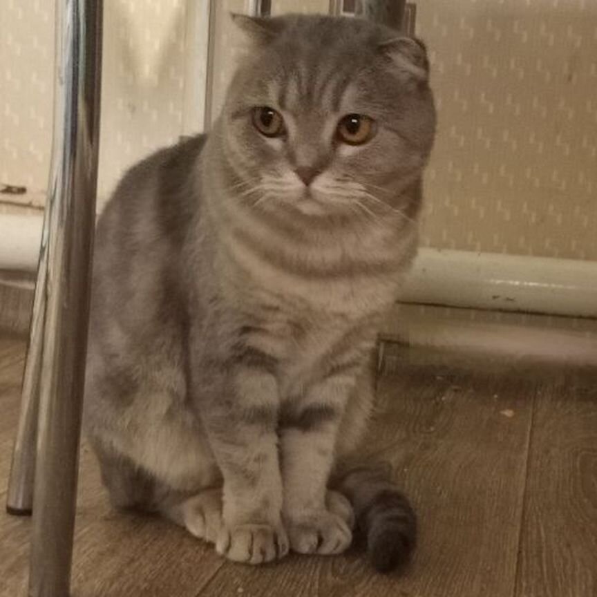 Шотландская вислоухая длинношёрстная, взрослая кошка