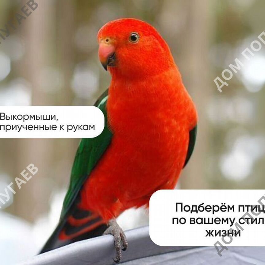 Попугай Королевский